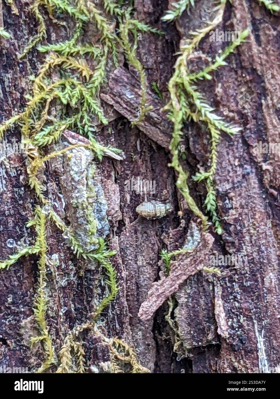 Barklice, Booklice, and Parasitic Lice (Psocodea Stock Photo - Alamy