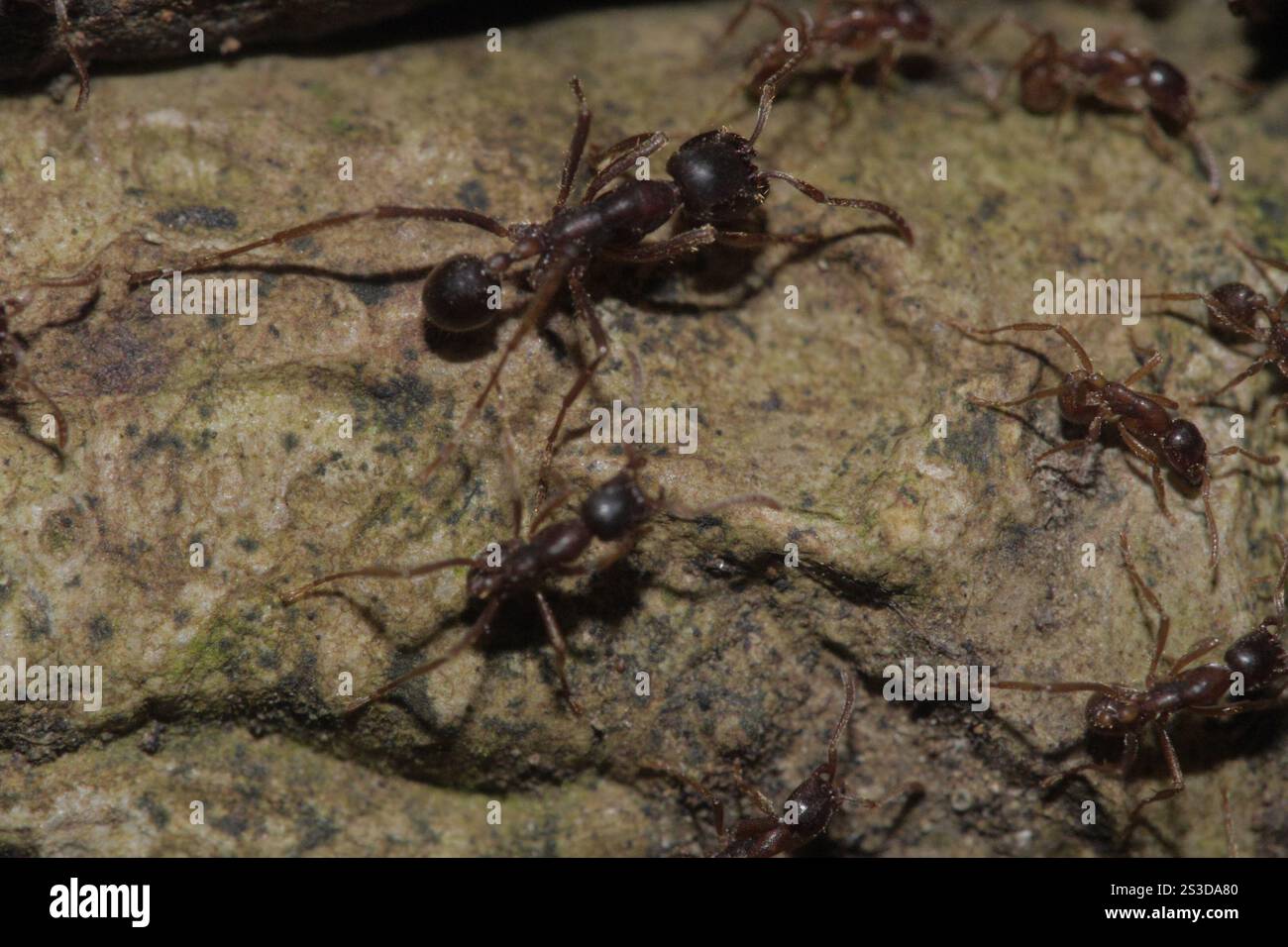 Labidus Army Ants (Labidus Stock Photo - Alamy