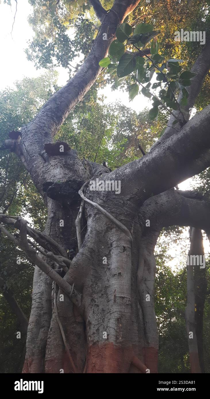 Indian banyan (Ficus benghalensis Stock Photo - Alamy
