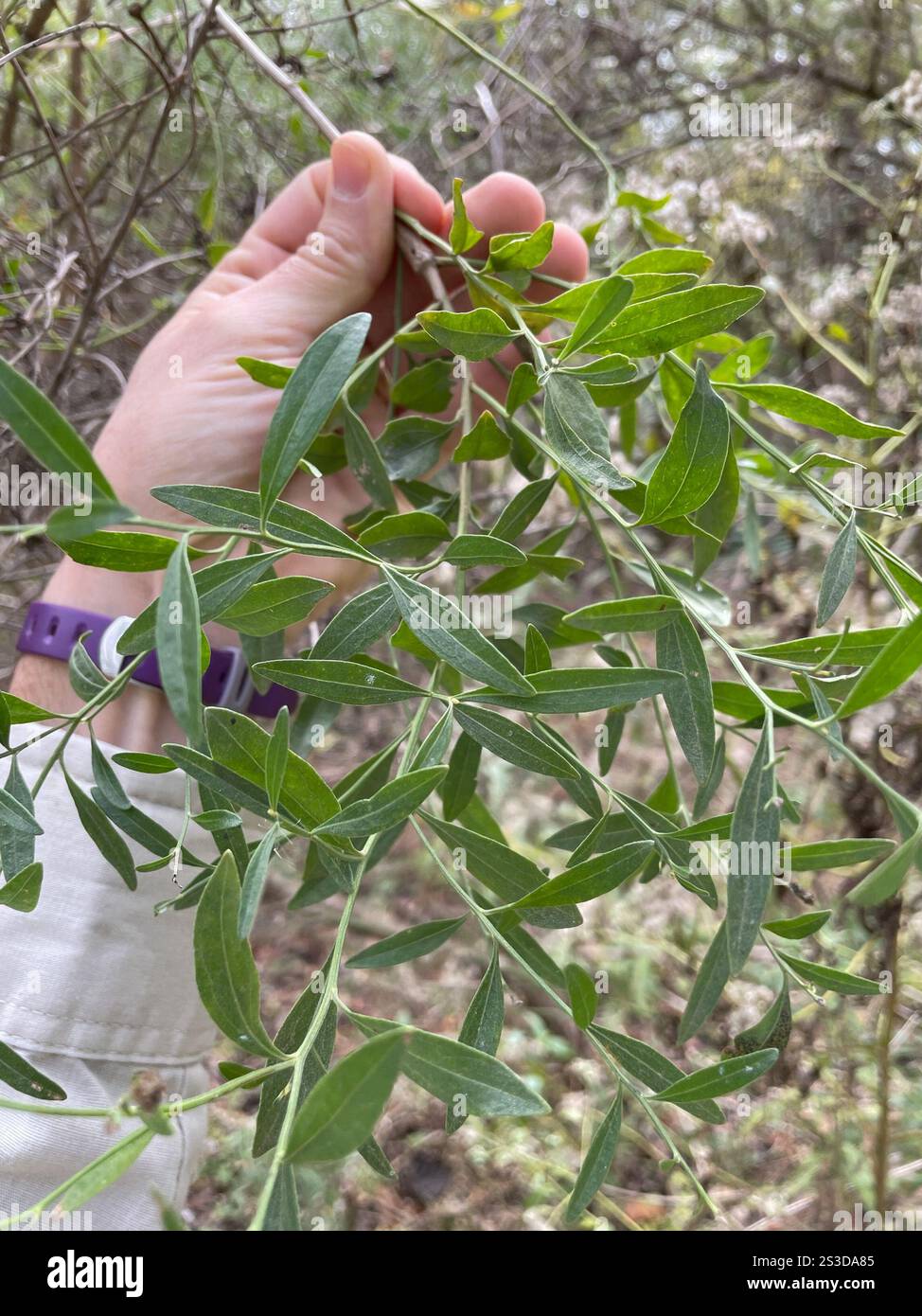 groundsel tree (Baccharis halimifolia Stock Photo - Alamy
