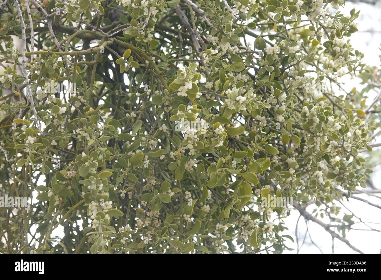 oak mistletoe (Phoradendron villosum Stock Photo - Alamy