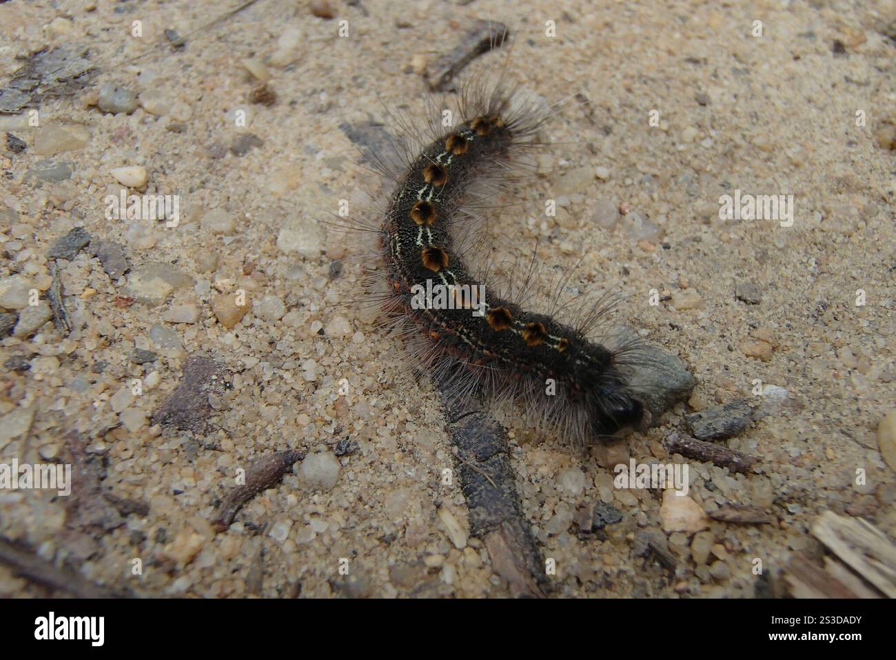 Owlet Moths and Allies (Noctuoidea Stock Photo - Alamy