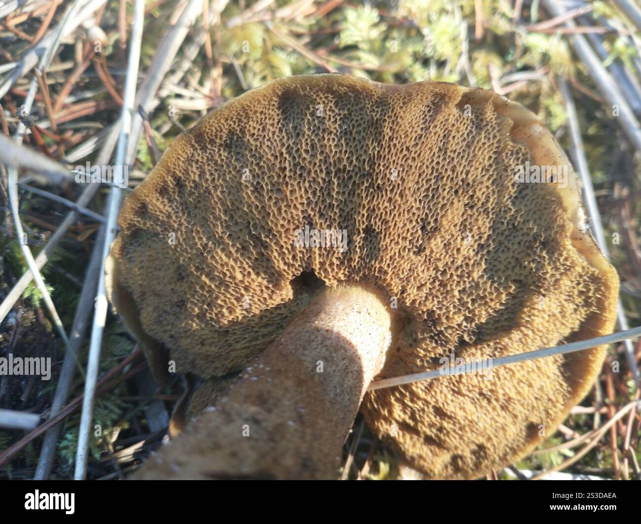 Blue-staining Slippery Jack (Suillus tomentosus Stock Photo - Alamy