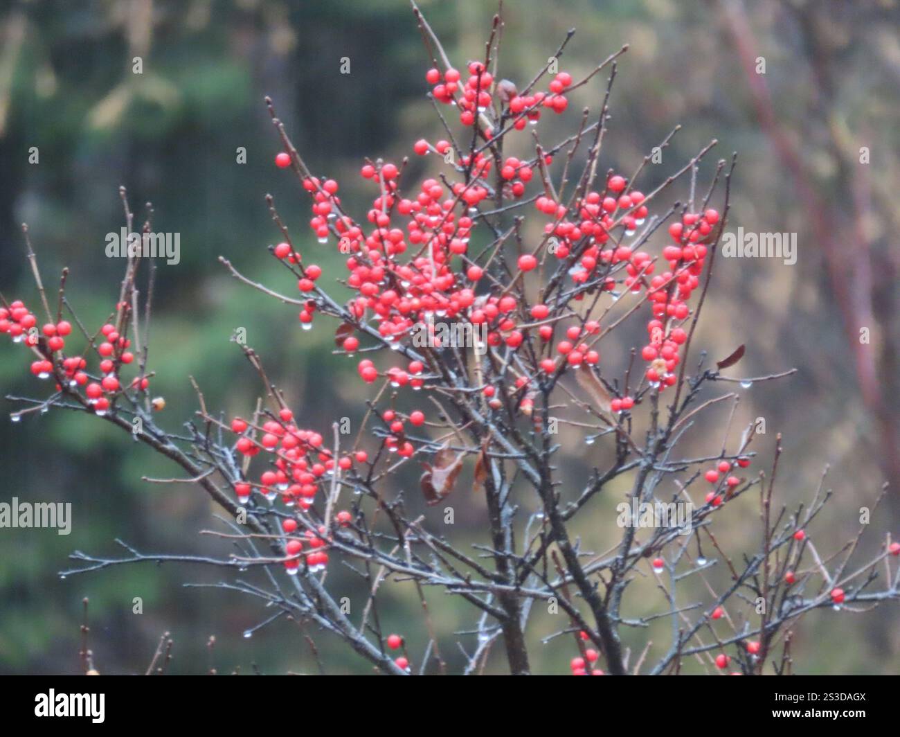 winterberry holly (Ilex verticillata Stock Photo - Alamy