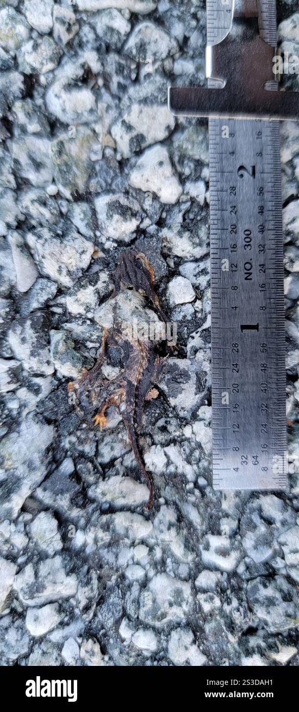 Pacific Newts (Taricha Stock Photo - Alamy