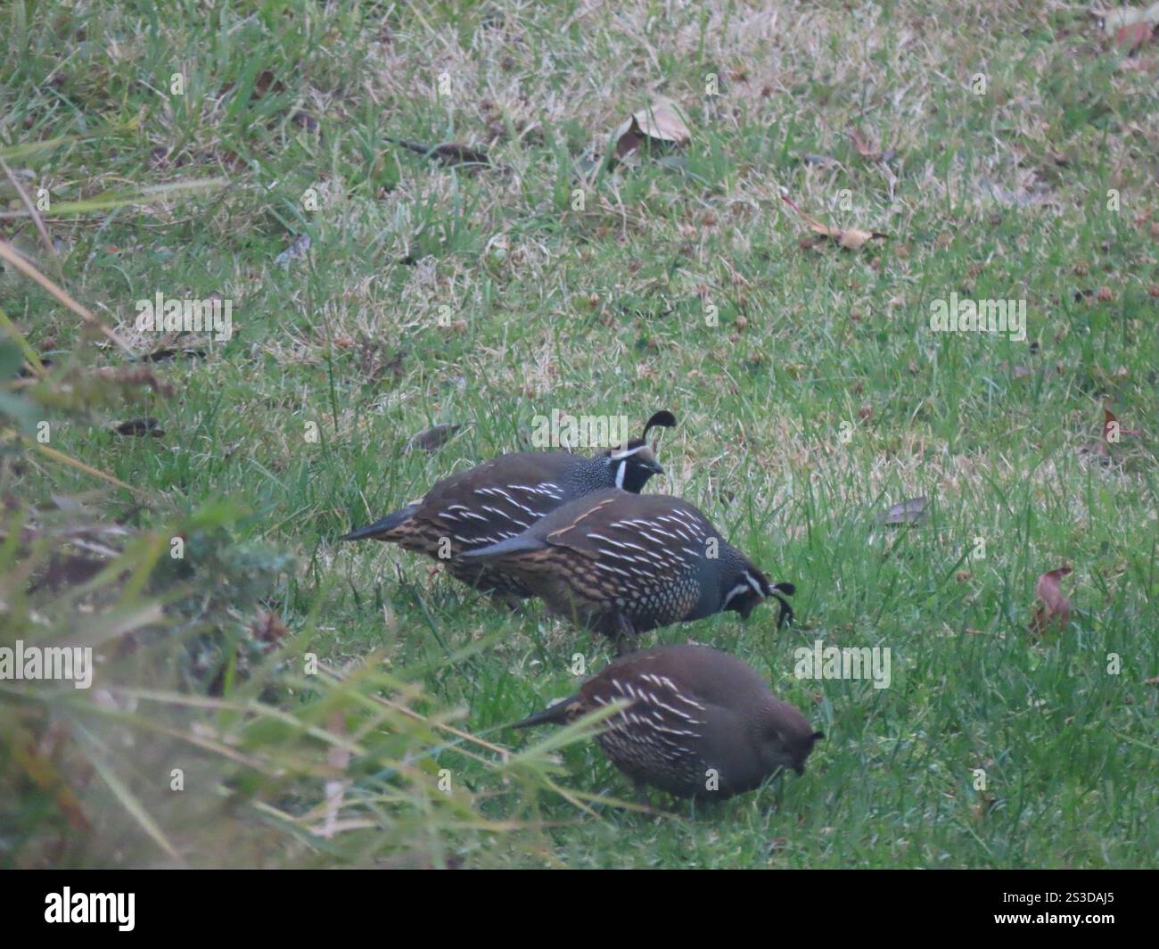 California Quail (Callipepla californica Stock Photo - Alamy