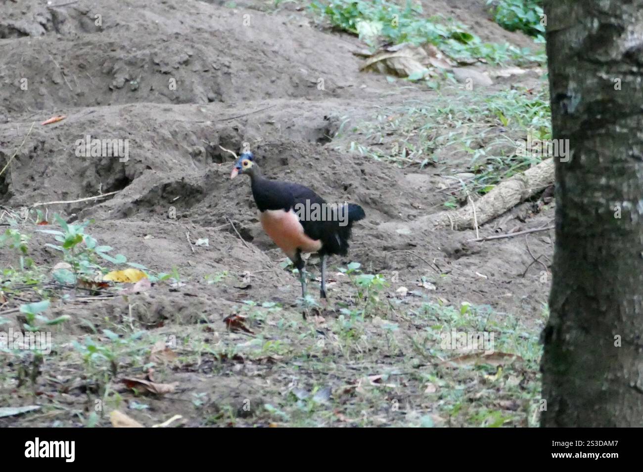 Maleo (Macrocephalon maleo Stock Photo - Alamy