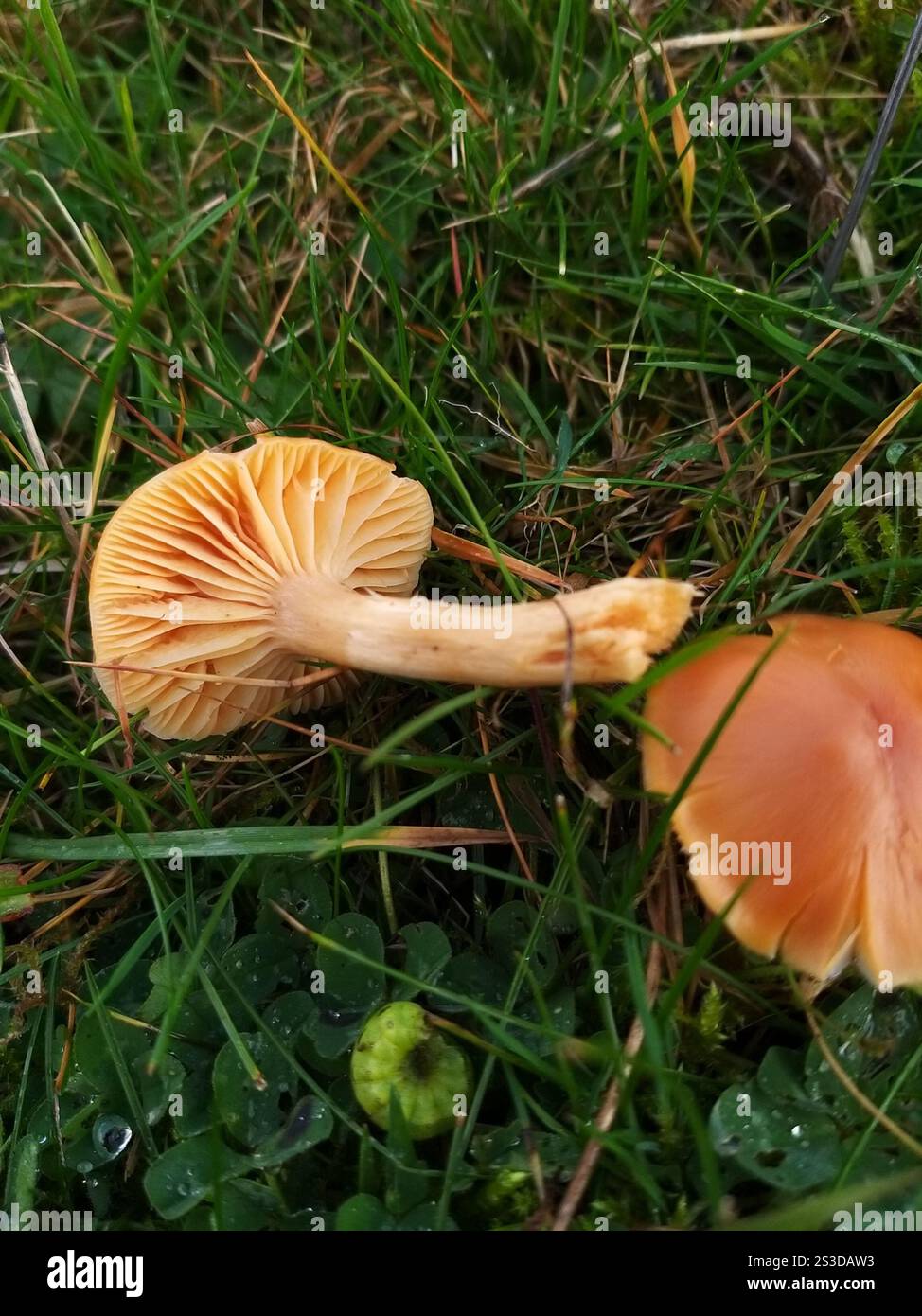 Meadow Waxcap (Cuphophyllus pratensis Stock Photo - Alamy
