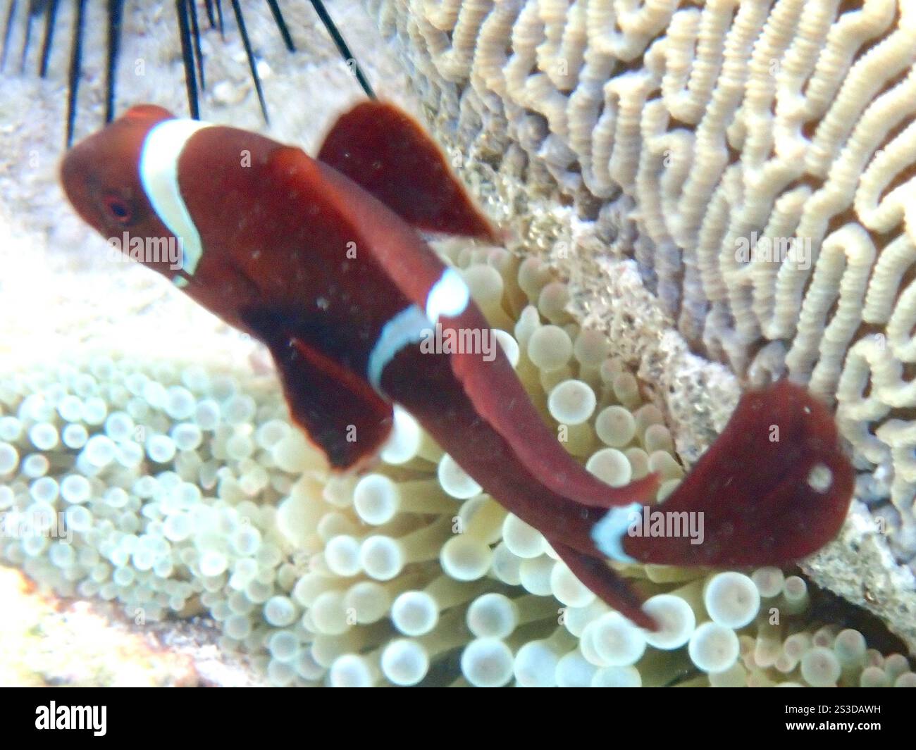 Spine-cheek Clownfish (Amphiprion biaculeatus Stock Photo - Alamy