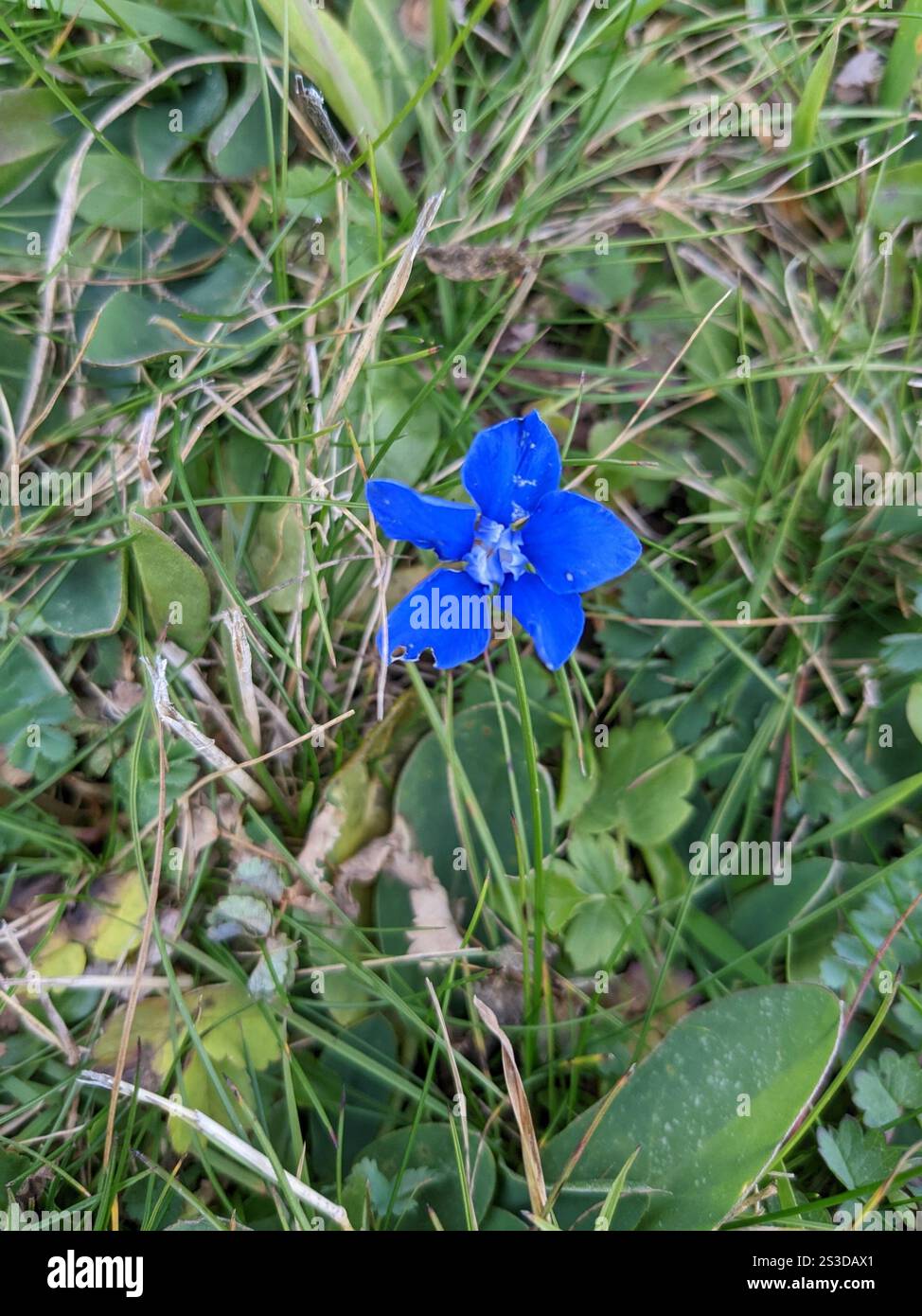 spring gentian (Gentiana verna Stock Photo - Alamy