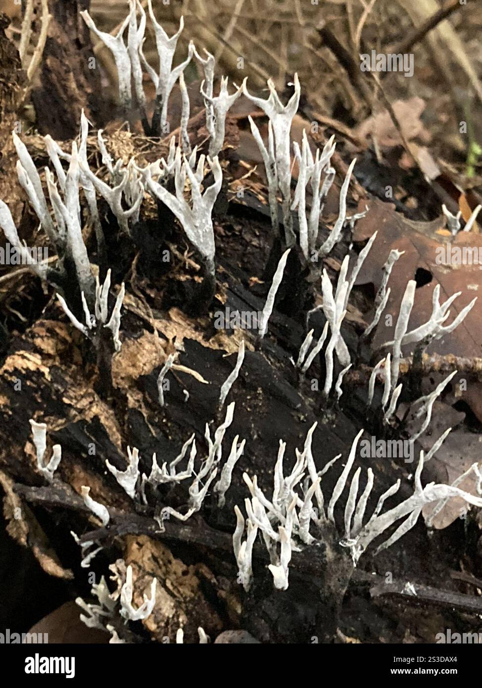 Candlesnuff Fungus (Xylaria hypoxylon Stock Photo - Alamy