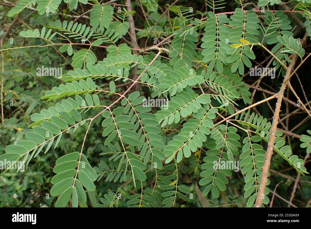 Mysore Thorn (Biancaea decapetala Stock Photo - Alamy
