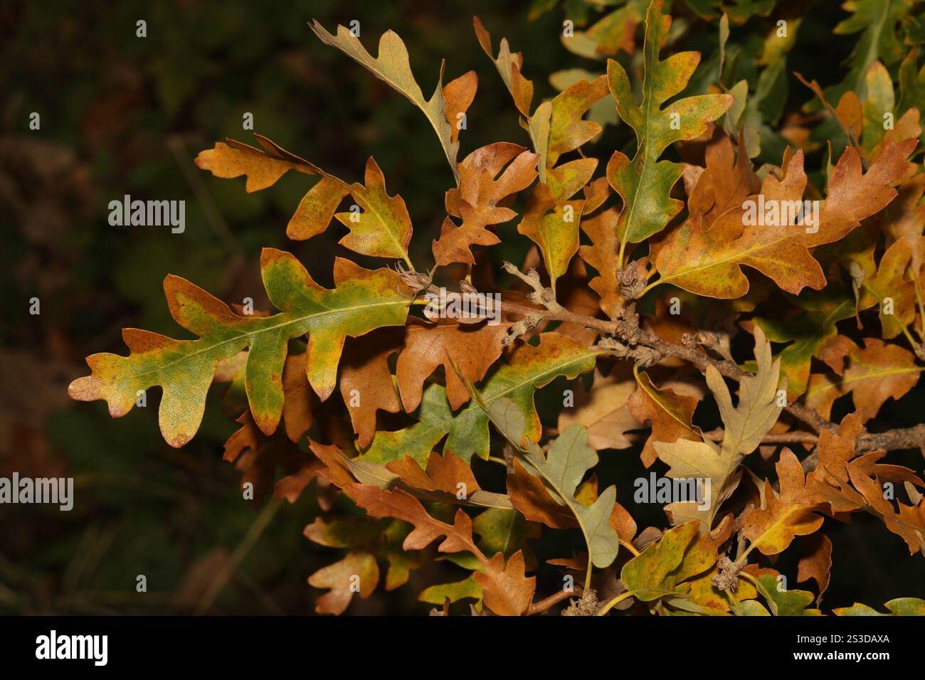 Turkey Oak (Quercus cerris Stock Photo - Alamy
