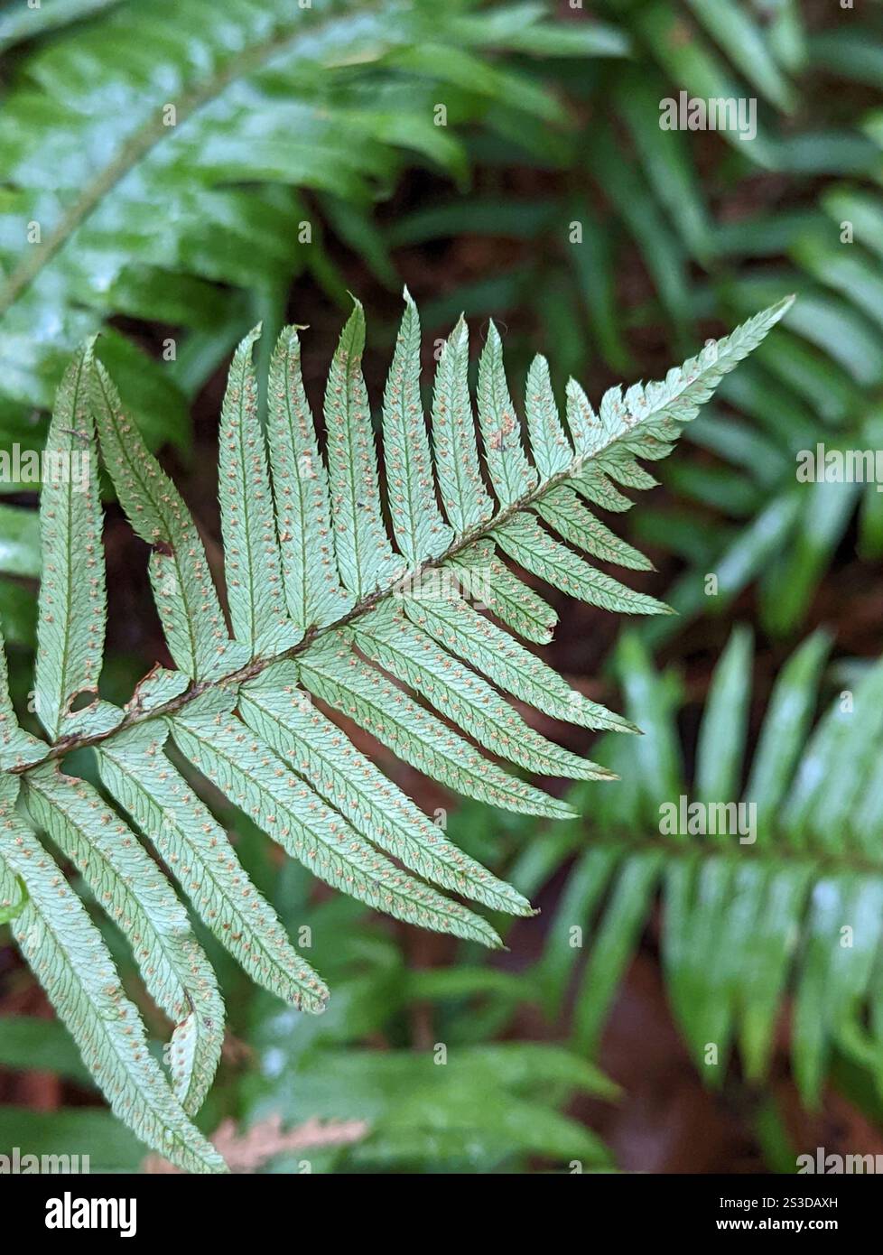 western sword fern (Polystichum munitum Stock Photo - Alamy