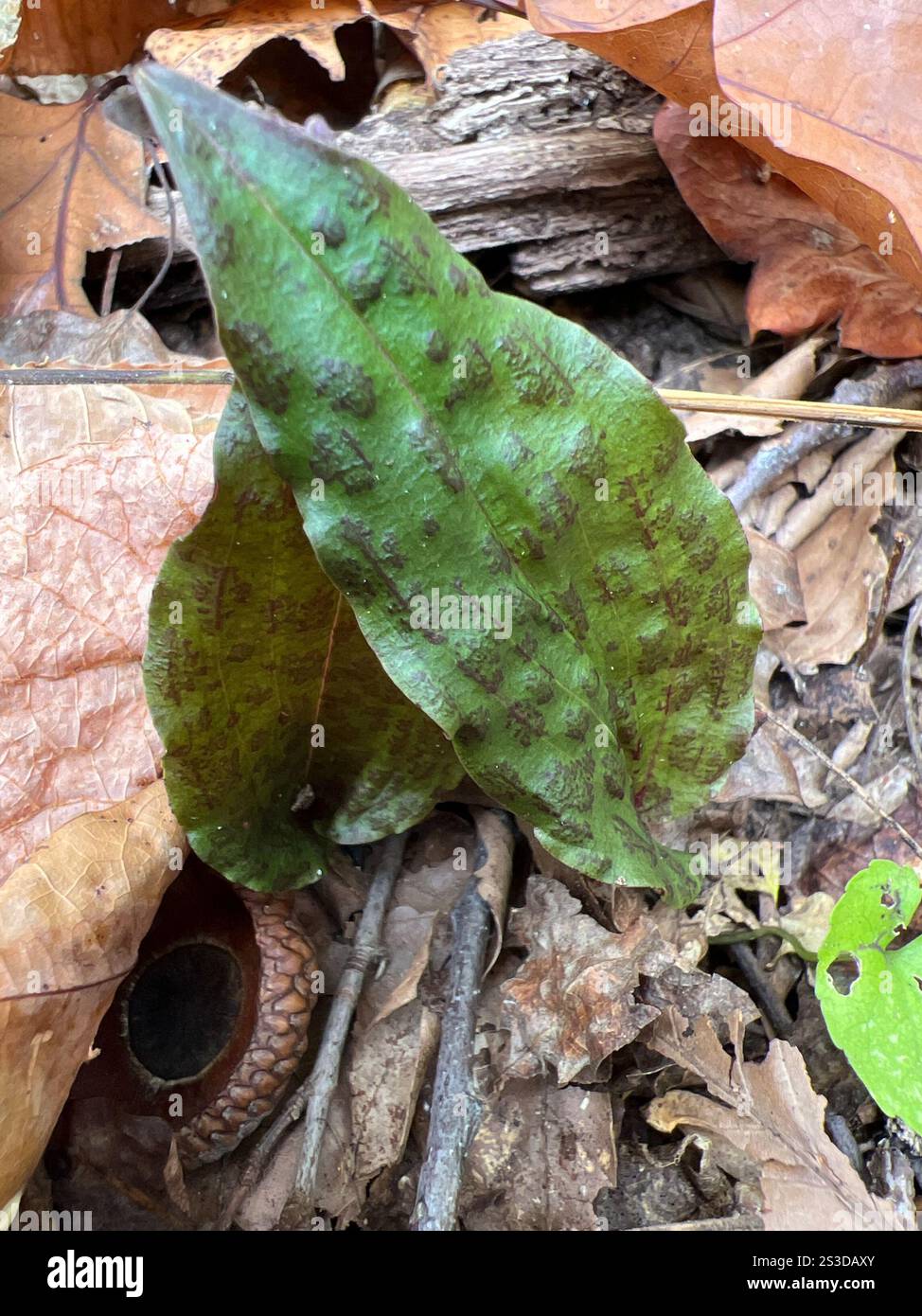 crane-fly orchid (Tipularia discolor Stock Photo - Alamy