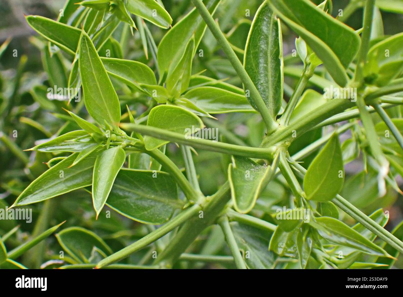 Needle Bush (Azima tetracantha Stock Photo - Alamy