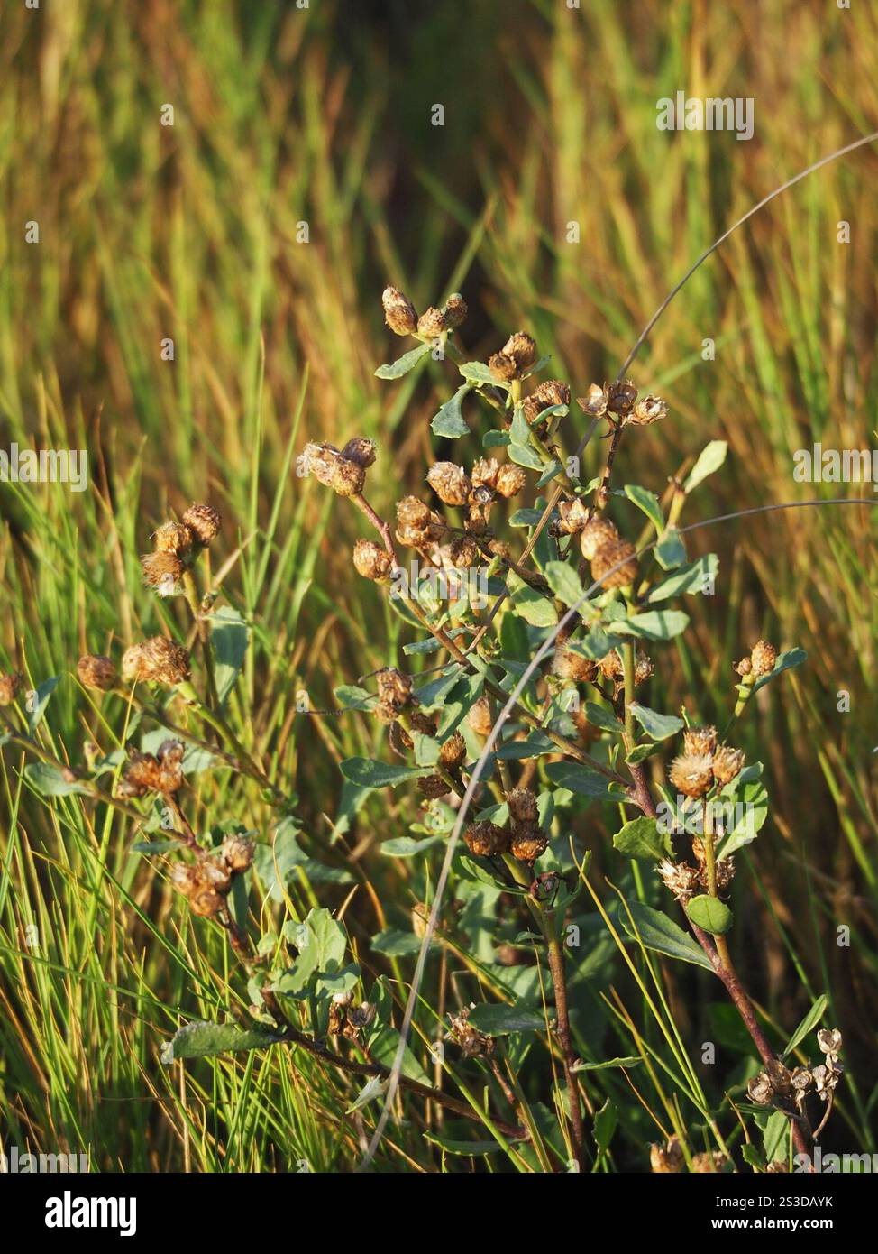 Pteropoda hi-res stock photography and images - Alamy