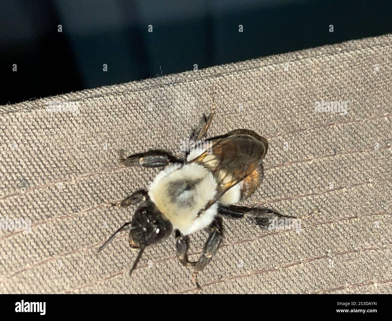 Common Eastern Bumble Bee (Bombus impatiens Stock Photo - Alamy