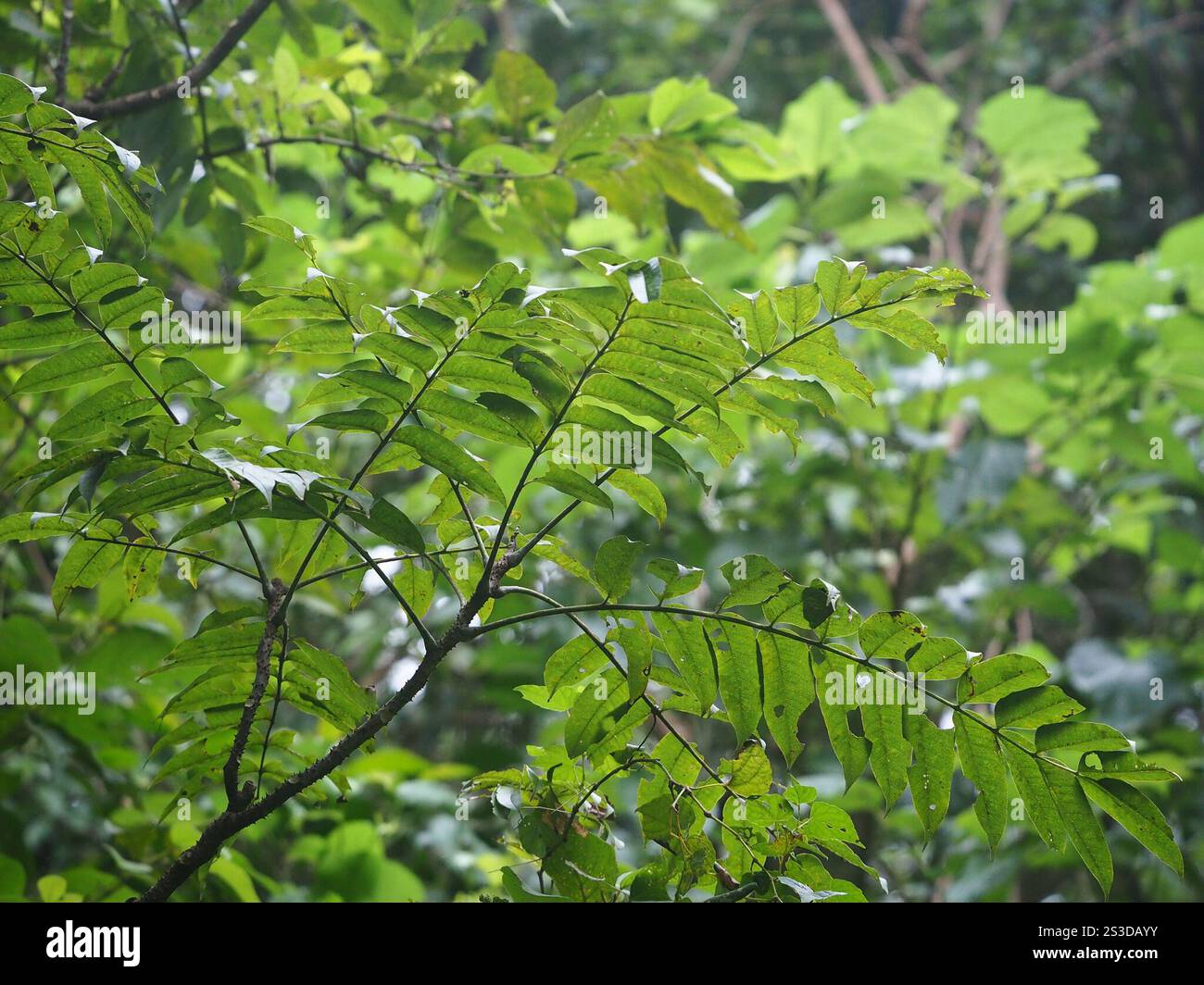Japanese Prickly Ash (Zanthoxylum ailanthoides Stock Photo - Alamy