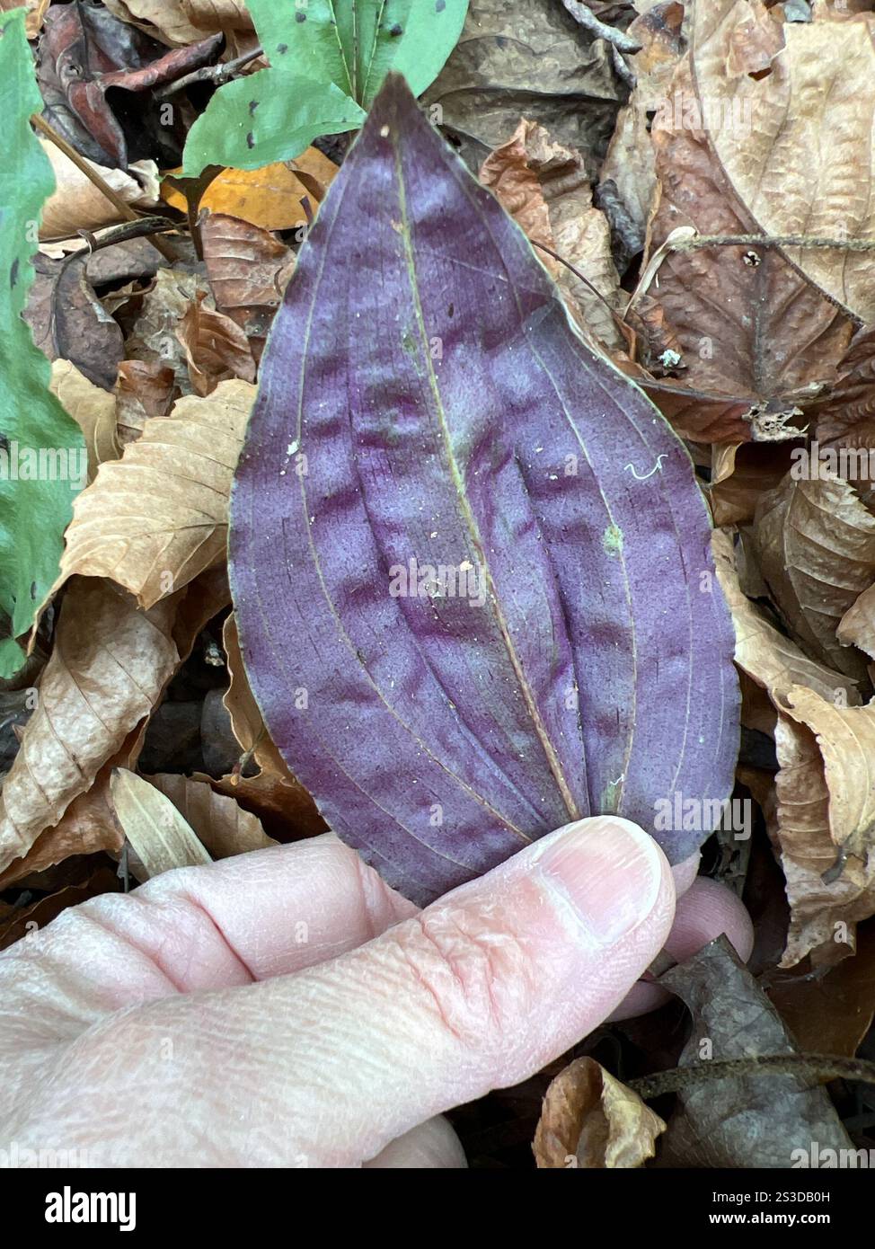 crane-fly orchid (Tipularia discolor Stock Photo - Alamy