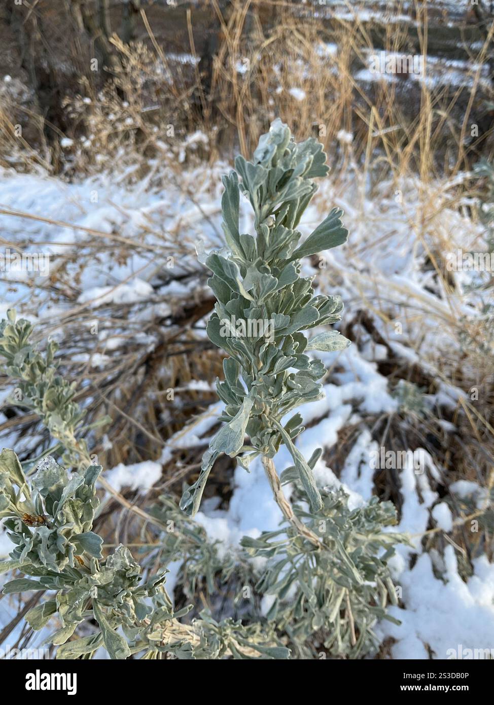 Big Sagebrush (Artemisia tridentata Stock Photo - Alamy