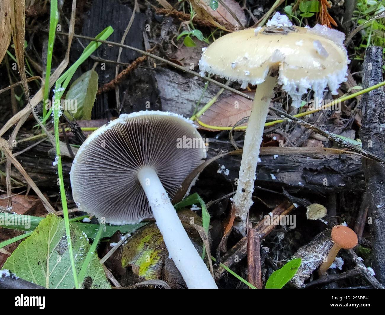 Questionable Stropharia (Stropharia ambigua Stock Photo - Alamy
