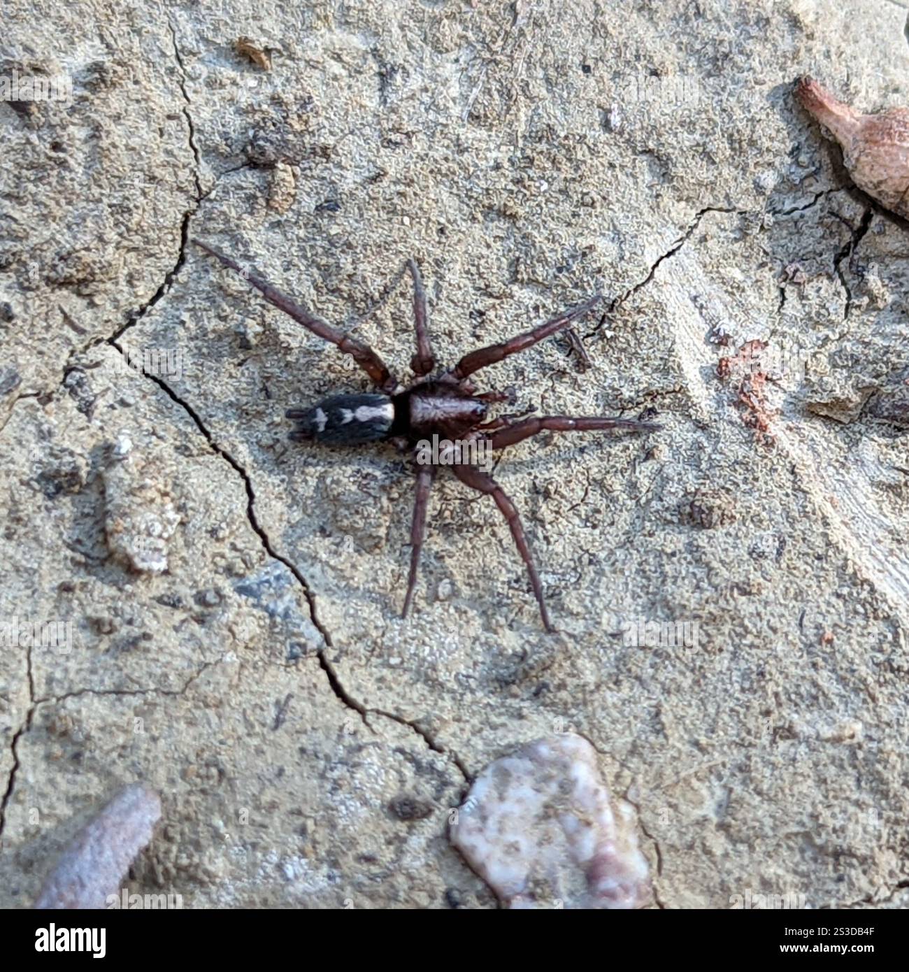 Western Parson Spider (Herpyllus propinquus Stock Photo - Alamy