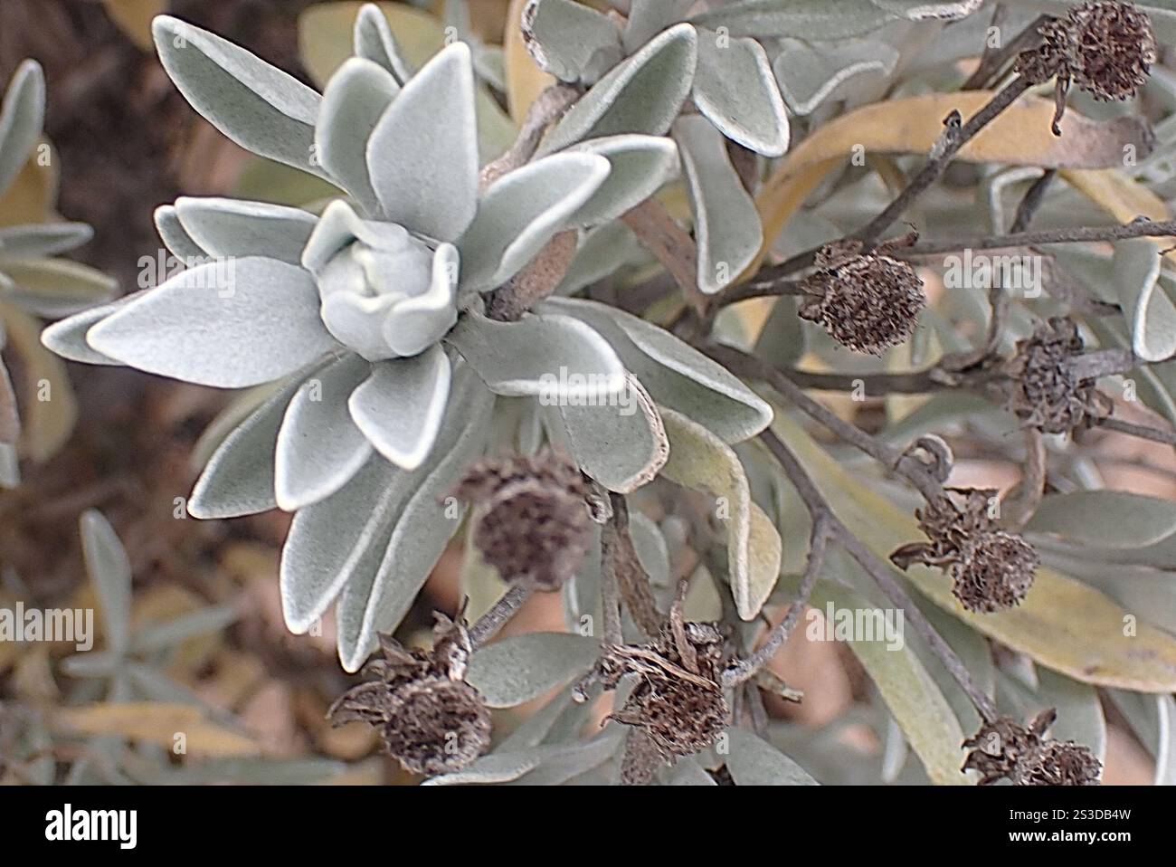 Silver Sewejaartjie (Syncarpha argyropsis Stock Photo - Alamy