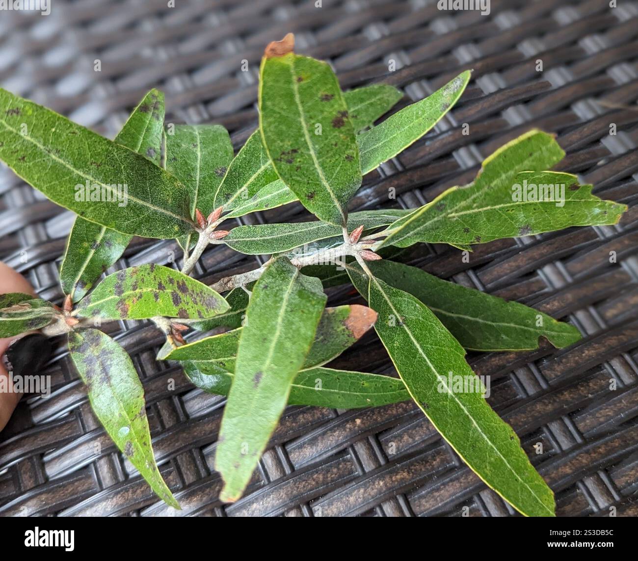 bluejack oak (Quercus incana Stock Photo - Alamy