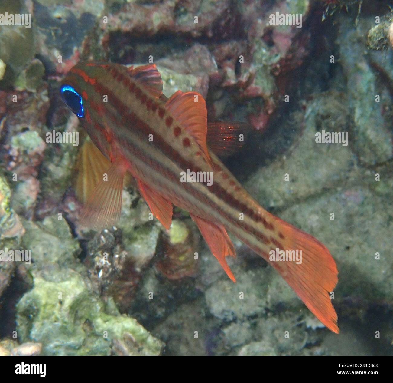 Blue-eye Cardinalfish (Ostorhinchus compressus Stock Photo - Alamy