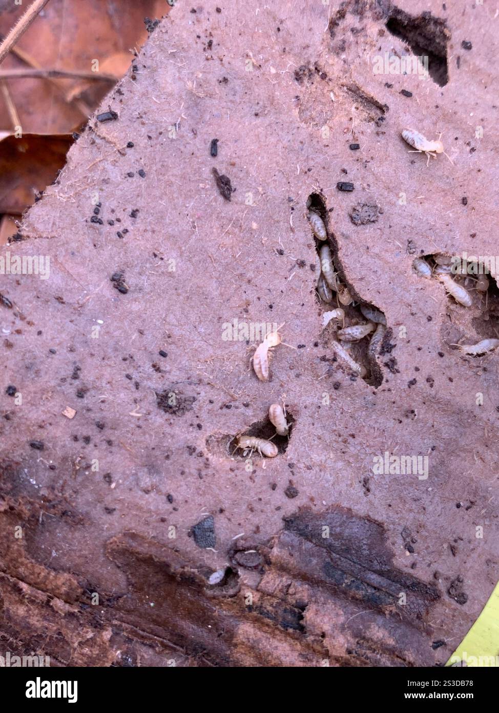 Eastern Subterranean Termite (Reticulitermes flavipes Stock Photo - Alamy