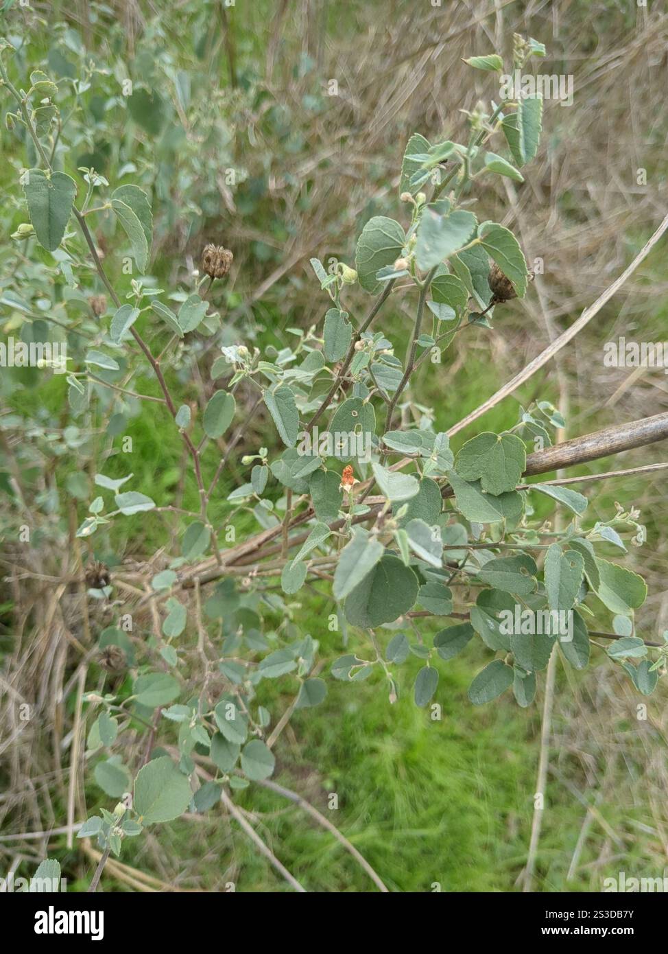 sweet Indian Mallow (Abutilon fruticosum Stock Photo - Alamy