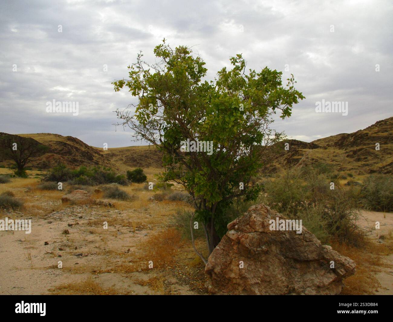 toothbrush tree (Salvadora persica Stock Photo - Alamy