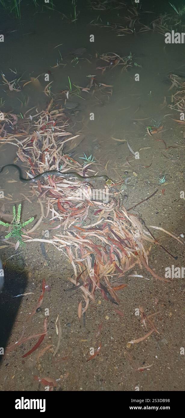 Common keelback (Tropidonophis mairii Stock Photo - Alamy