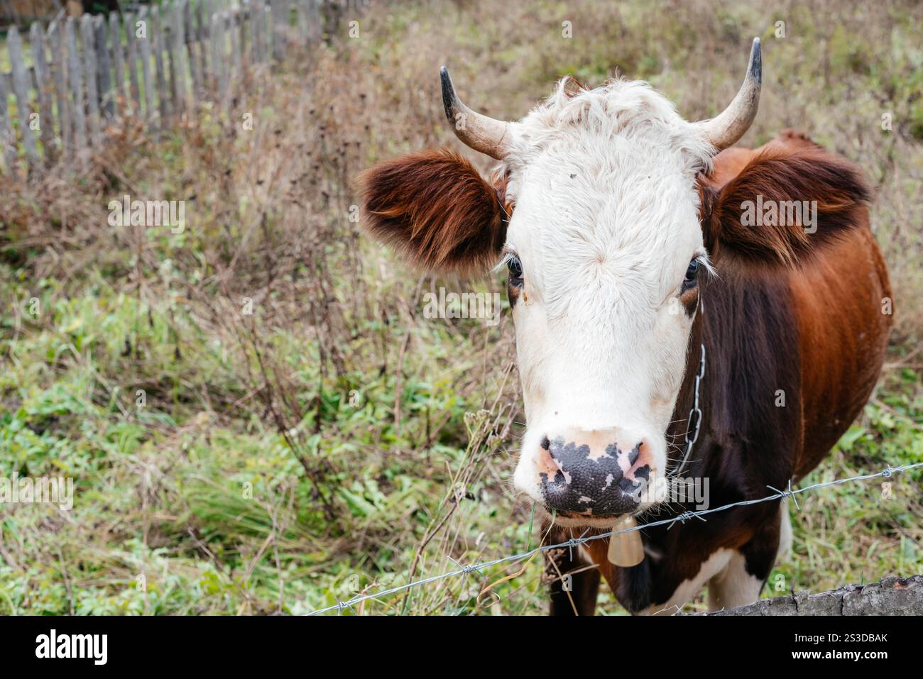 A photo of a cow standing in a field of tall grass. The cow has a brown ...