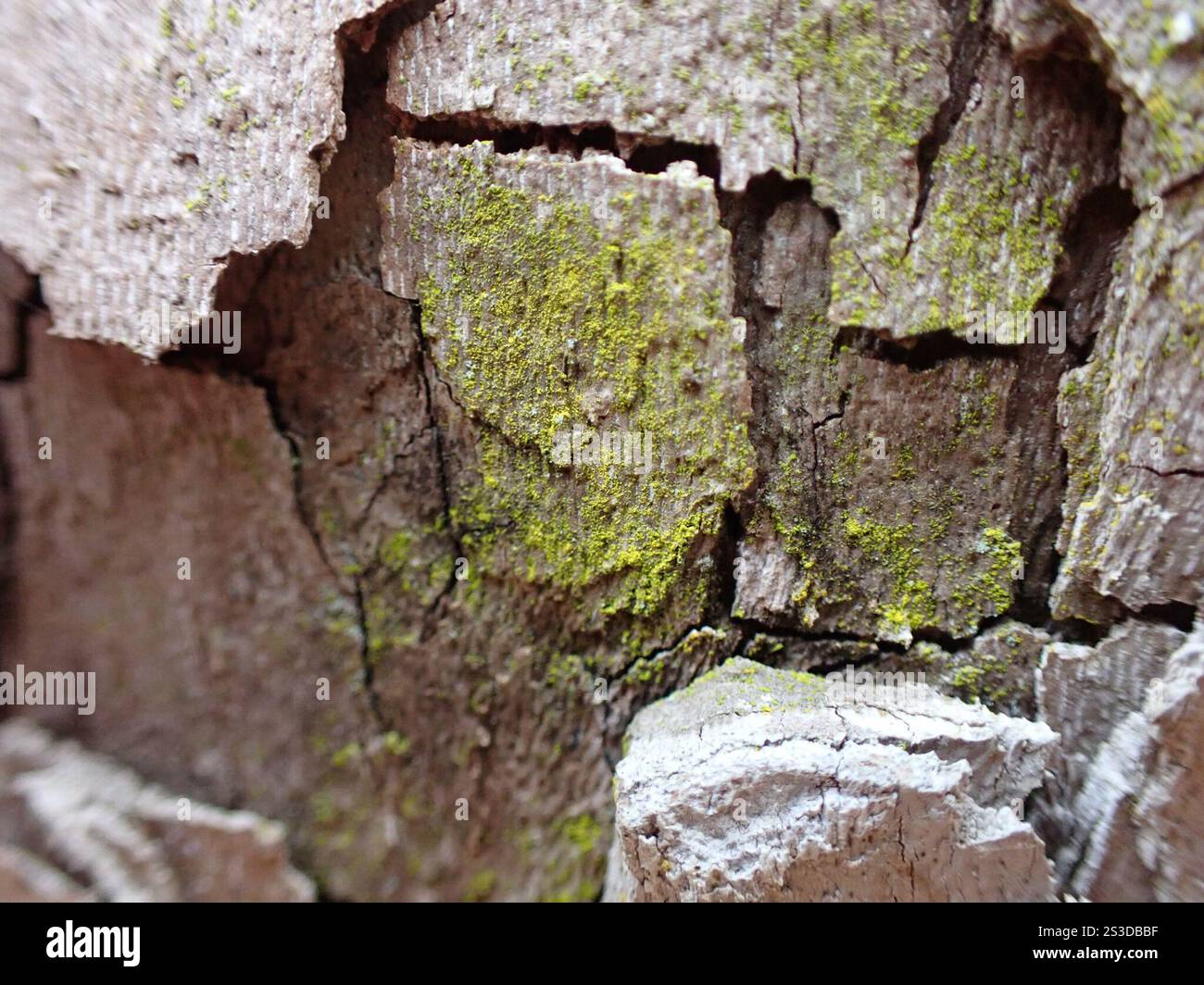 Common Gold-dust (Chrysothrix xanthina Stock Photo - Alamy