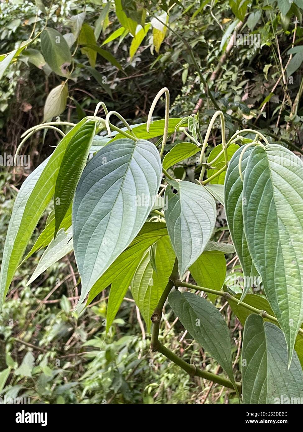 spiked pepper (Piper aduncum Stock Photo - Alamy