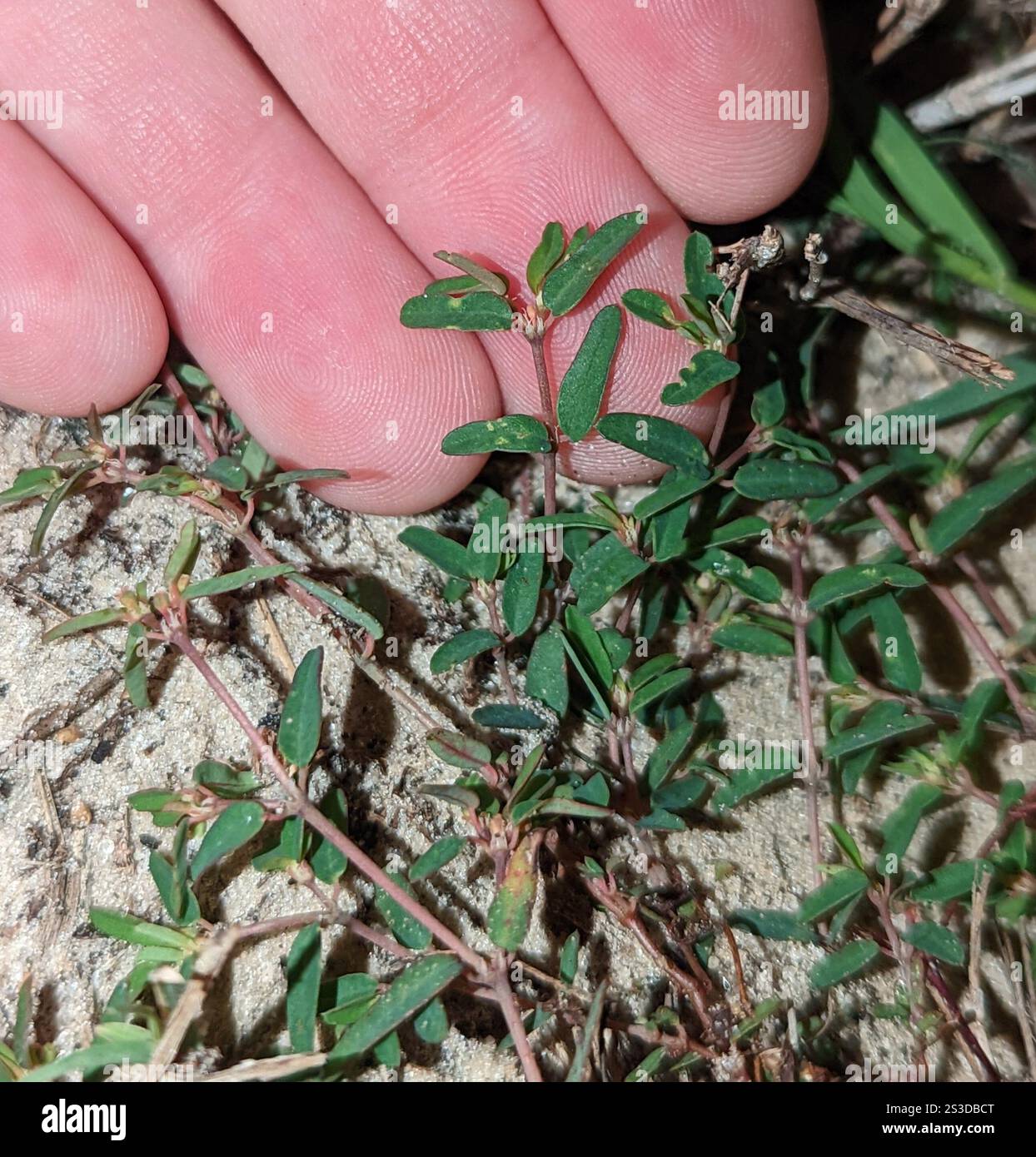 Coastal Dune Sandmat (Euphorbia cumulicola Stock Photo - Alamy