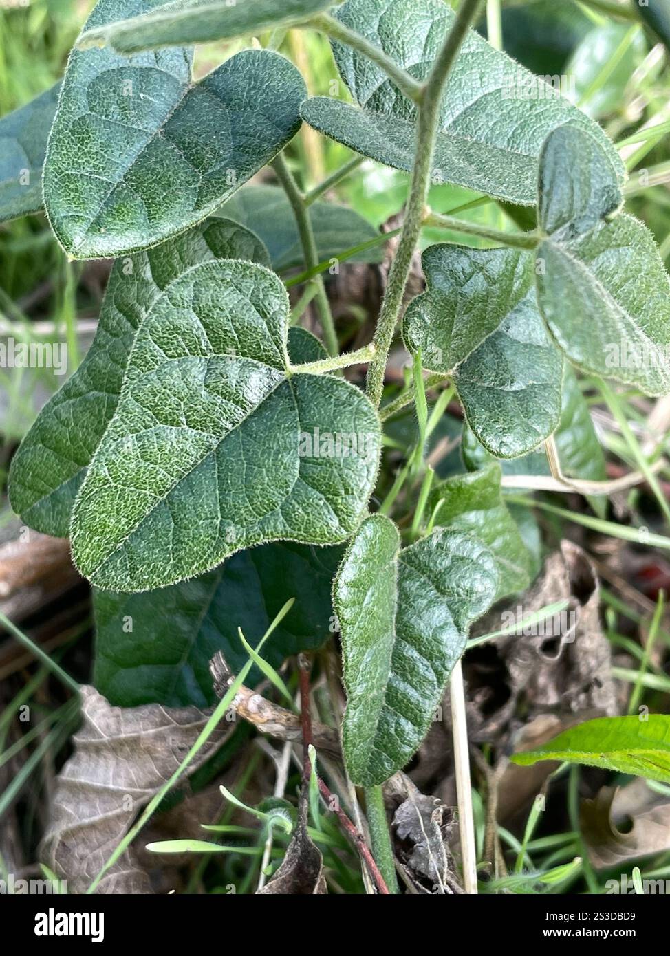 Carolina snailseed (Nephroia carolina Stock Photo - Alamy
