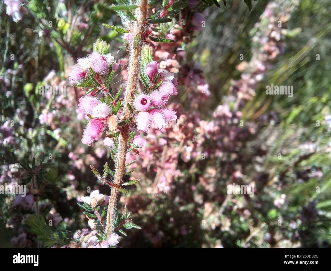 Baby Heath (Erica parviflora Stock Photo - Alamy