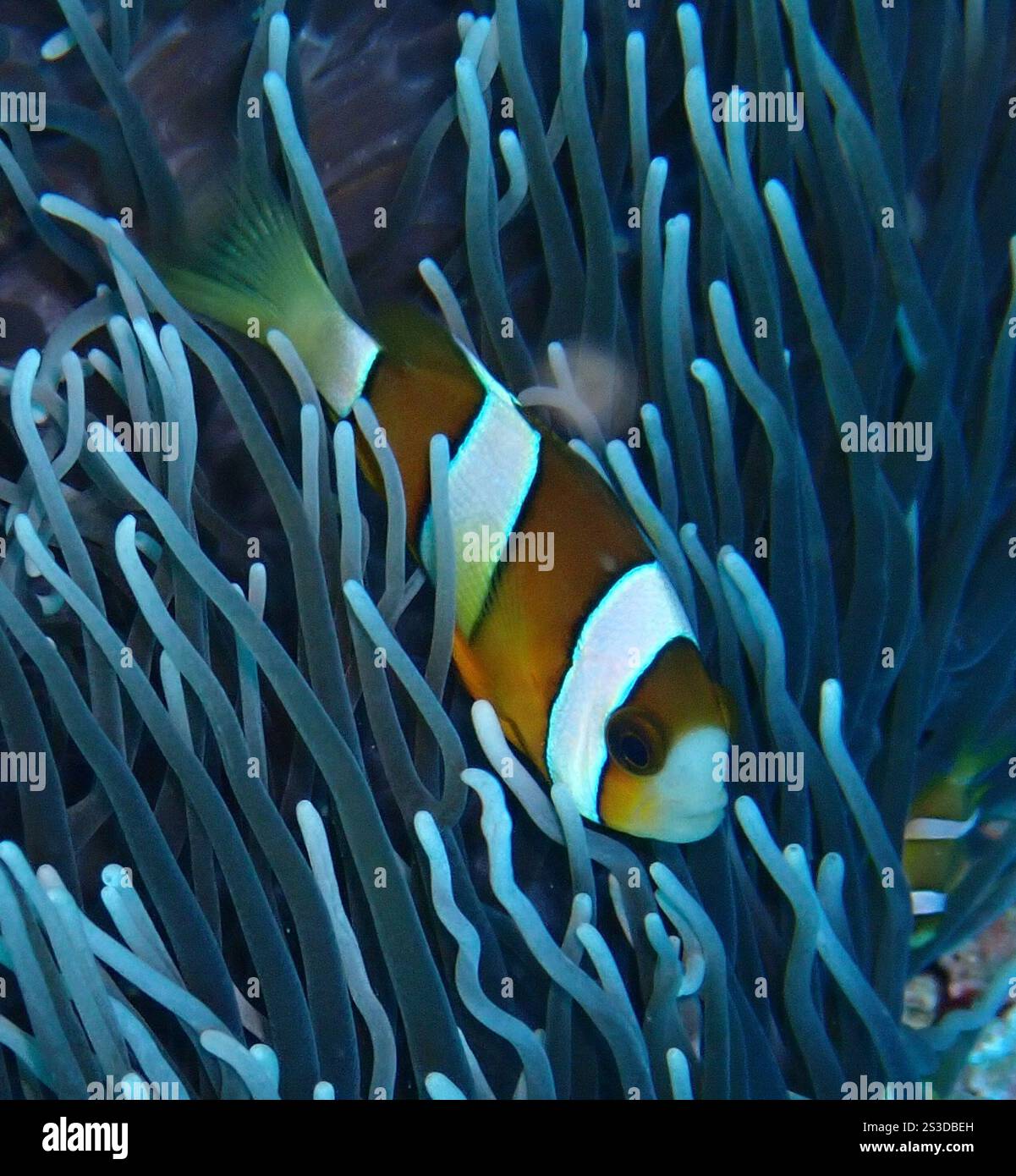Clark's Anemonefish (Amphiprion clarkii Stock Photo - Alamy