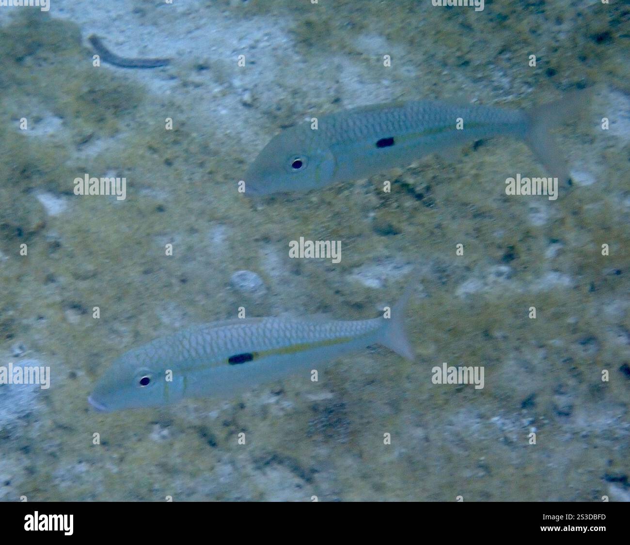 Yellowstripe Goatfish (Mulloidichthys flavolineatus Stock Photo - Alamy