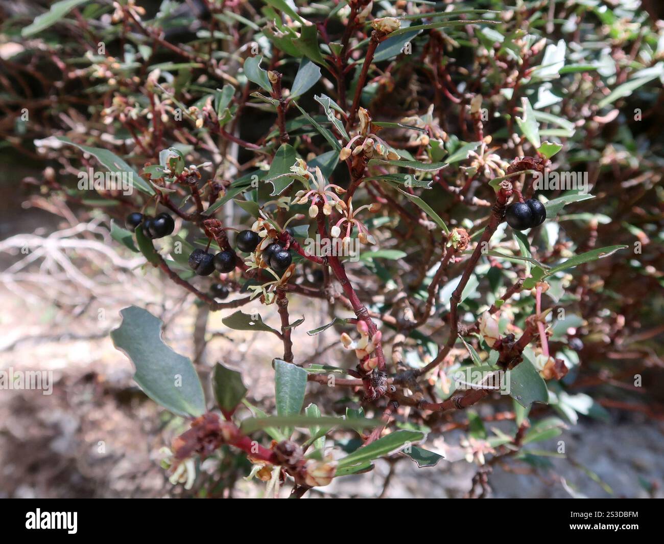 Mountain Pepper (Tasmannia lanceolata Stock Photo - Alamy