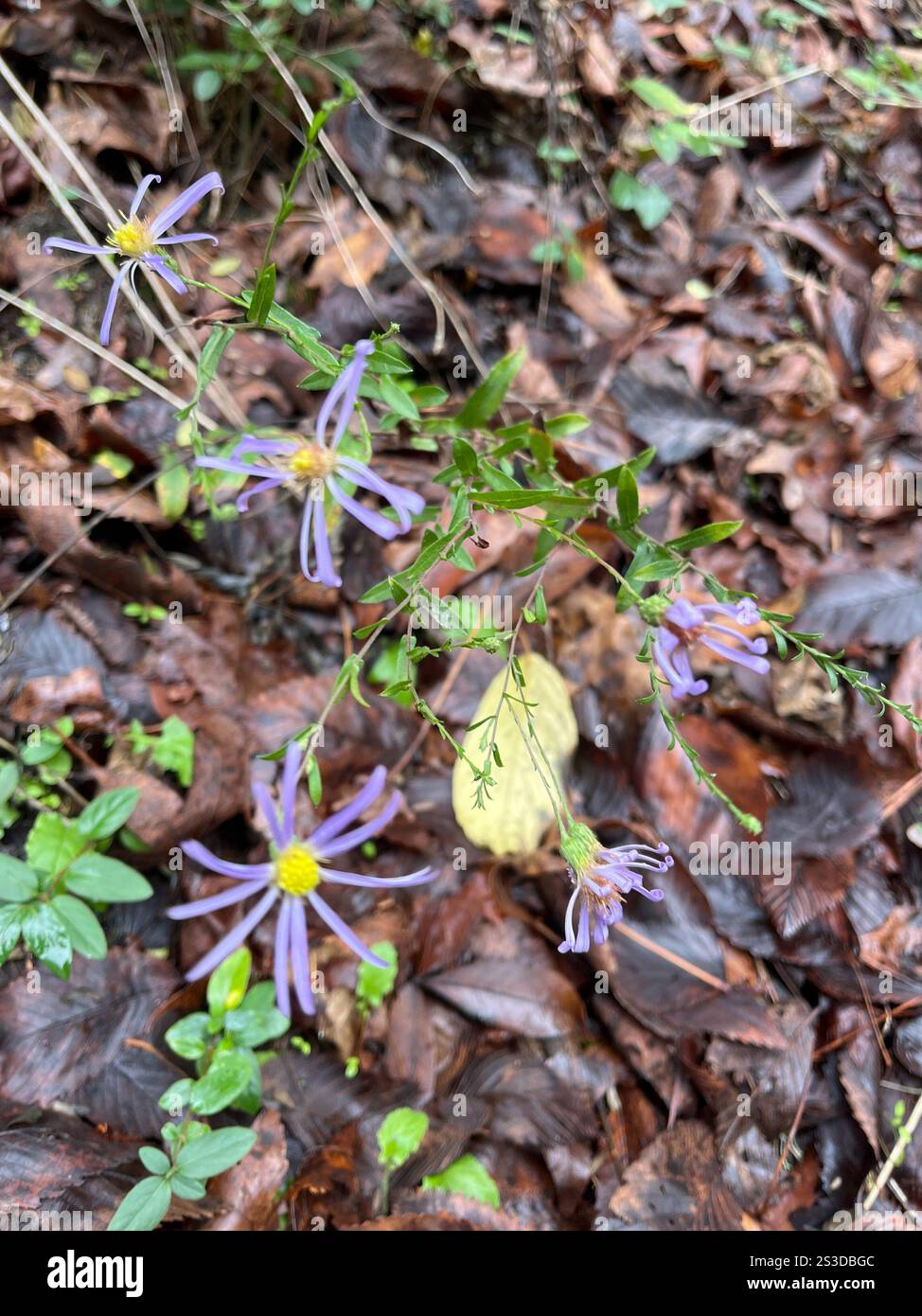 late purple aster (Symphyotrichum patens Stock Photo - Alamy