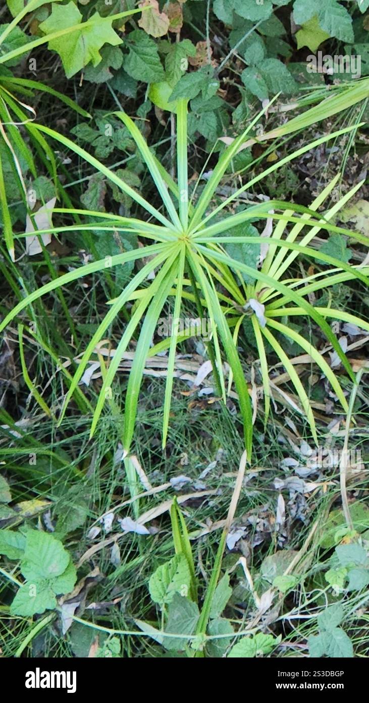 Umbrella Papyrus (Cyperus alternifolius Stock Photo - Alamy