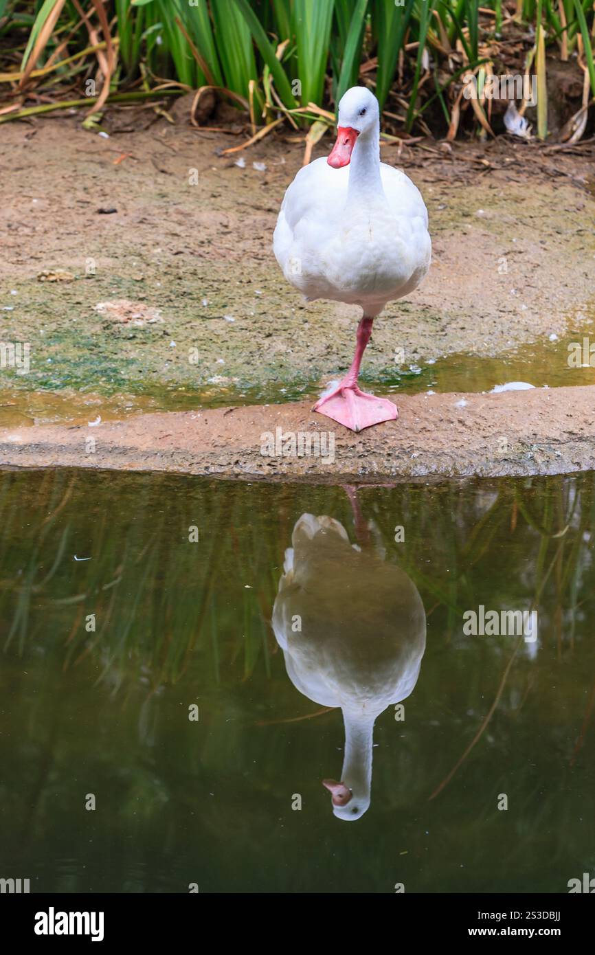 A white duck stands on a muddy shoreline. The water is murky and the ...