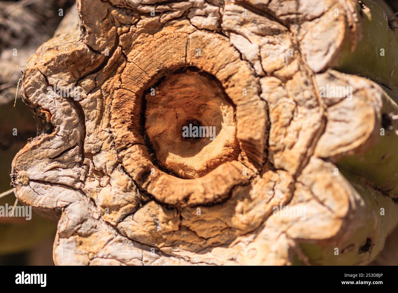A tree stump with a hole in the middle. The hole is small and the stump ...