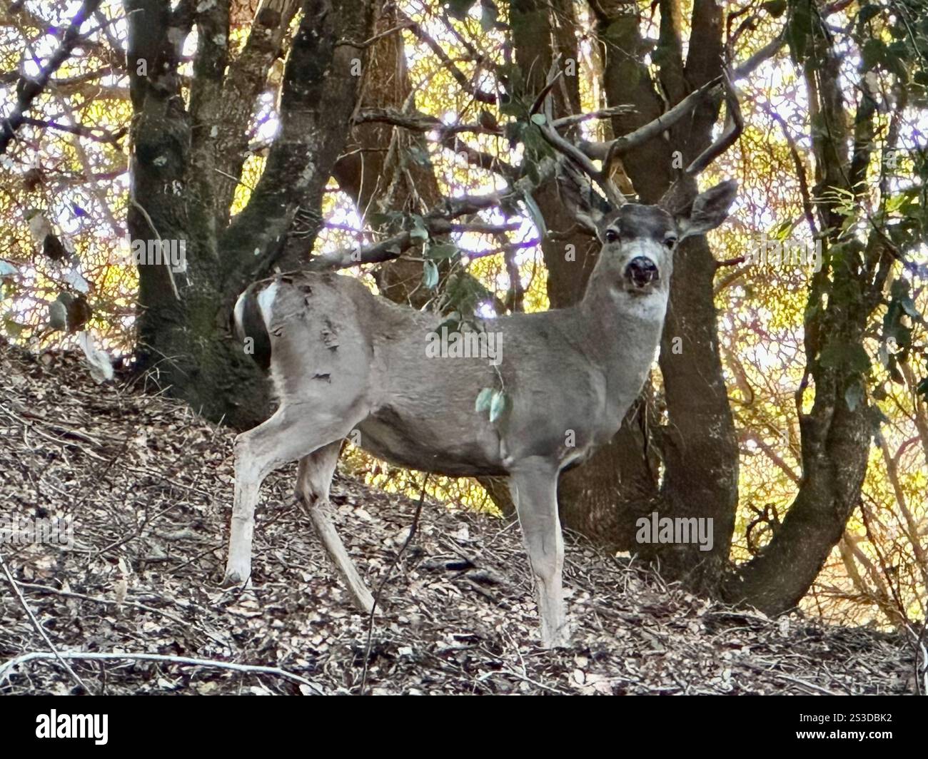Columbian Black-tailed Deer (Odocoileus hemionus columbianus Stock ...