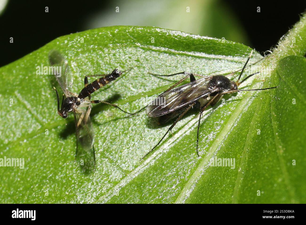 Fungus Gnats and Gall Midges (Sciaroidea Stock Photo - Alamy