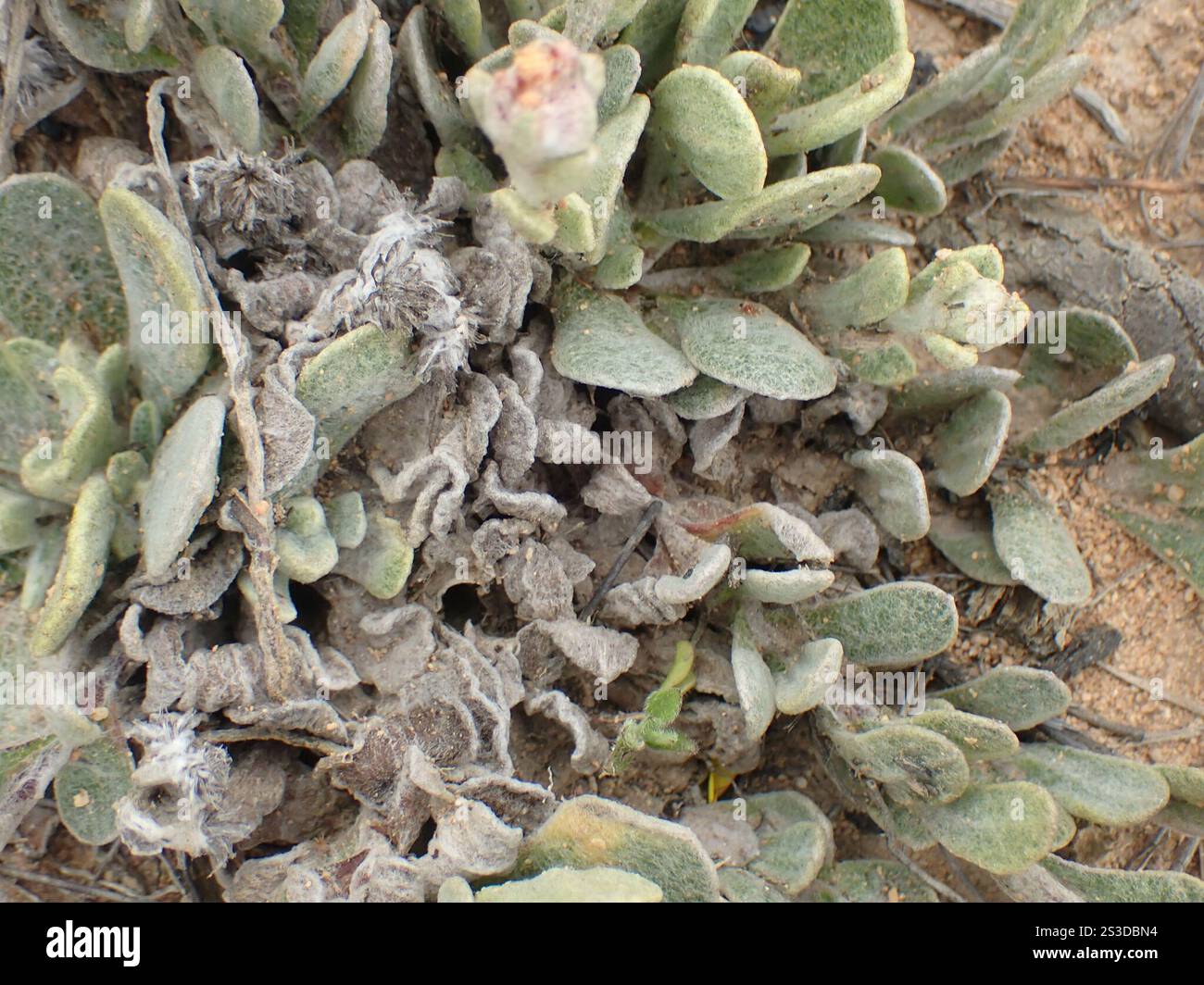 Roundleaf Everlasting (Helichrysum rotundifolium Stock Photo - Alamy